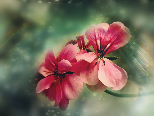 Geranium Macro Pink Flower - Free image on Pixabay