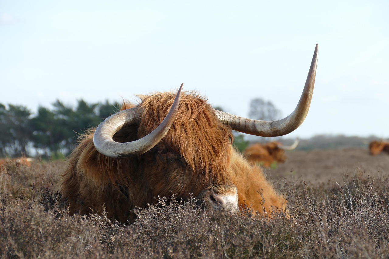 Cow Scottish Highlander Herkauwer - Free photo on Pixabay - Pixabay