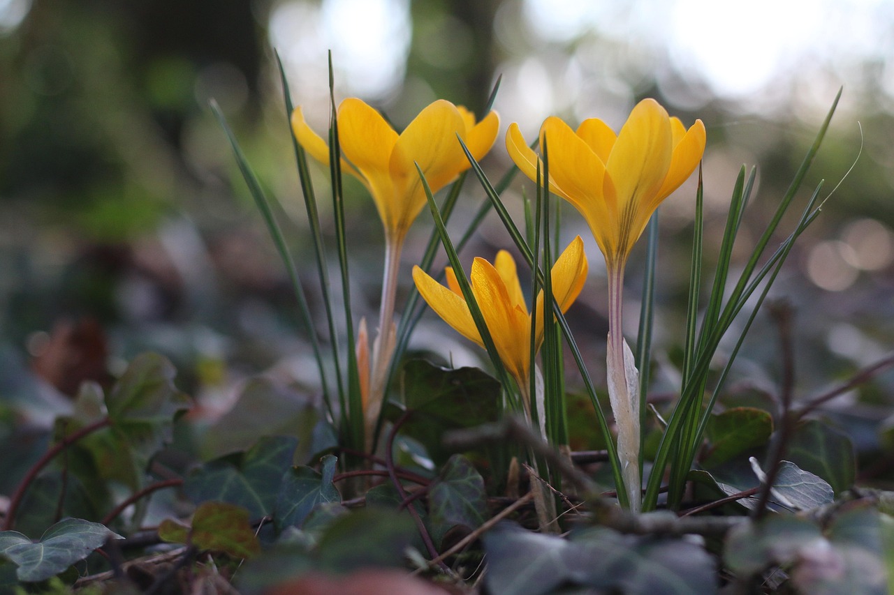 Crocus Flower Bulb - Free photo on Pixabay - Pixabay