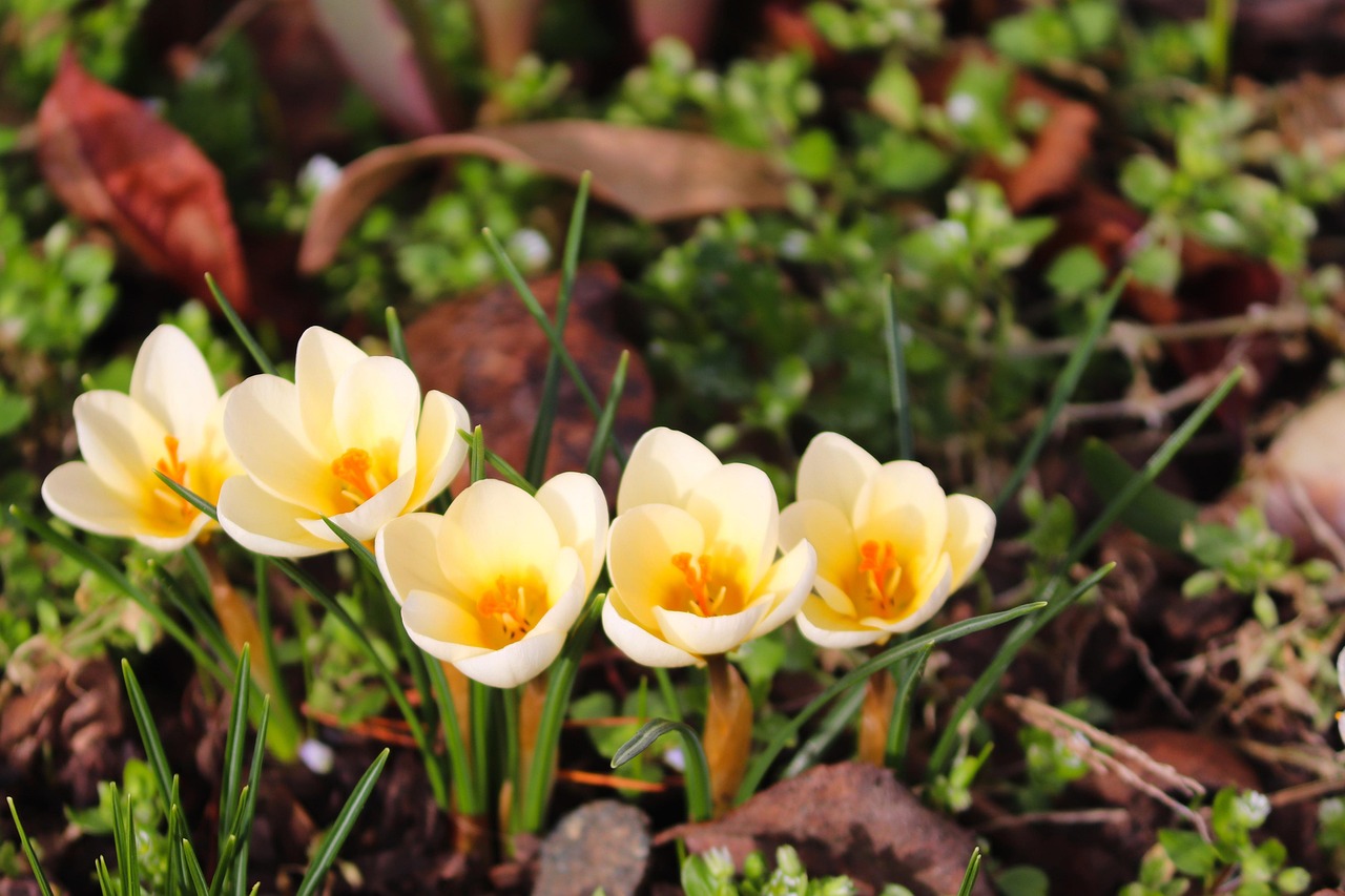 Crocus Blossoms Bloom - Free photo on Pixabay - Pixabay