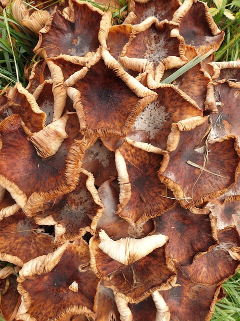 Champignons Marron Nature - Free photo on Pixabay