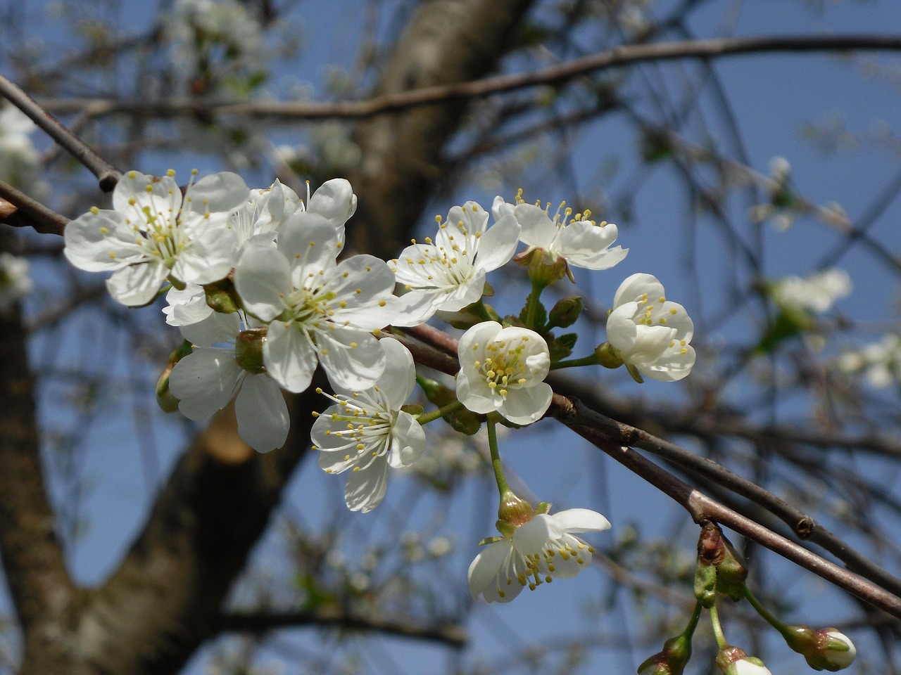 Kirsikka Kukat Bloom - Ilmainen valokuva Pixabayssa - Pixabay