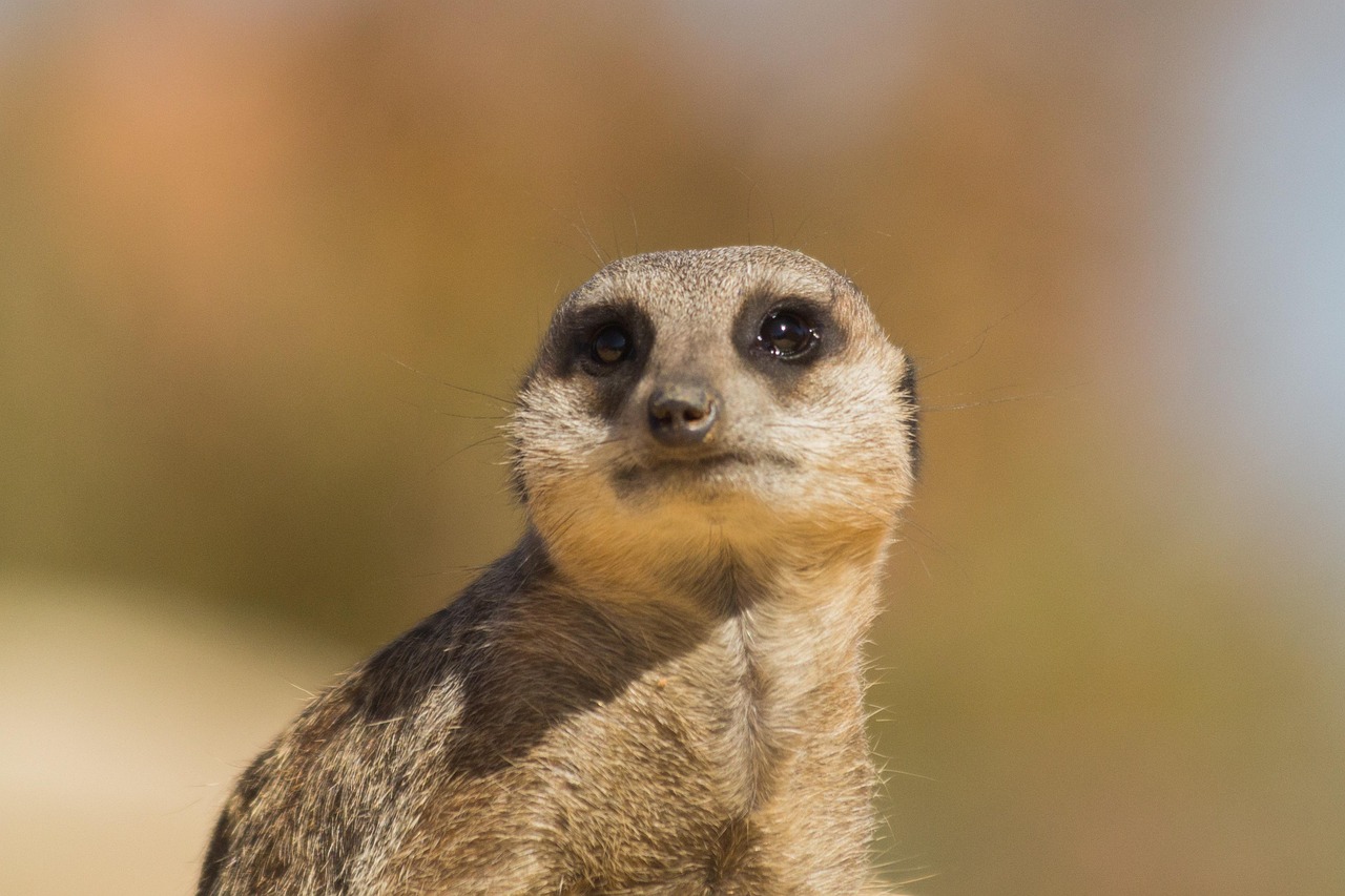 Suricate 动物 自然 - Pixabay上的免费照片 - Pixabay