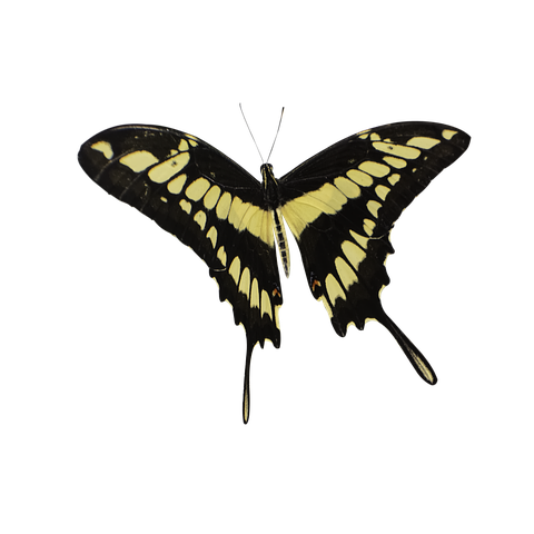 80+ Free Transparent Overlay & Overlay Images - Pixabay