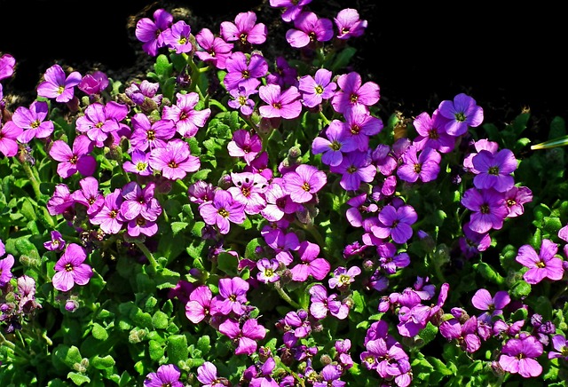 小花 春天 花园 - Pixabay上的免费照片 - Pixabay