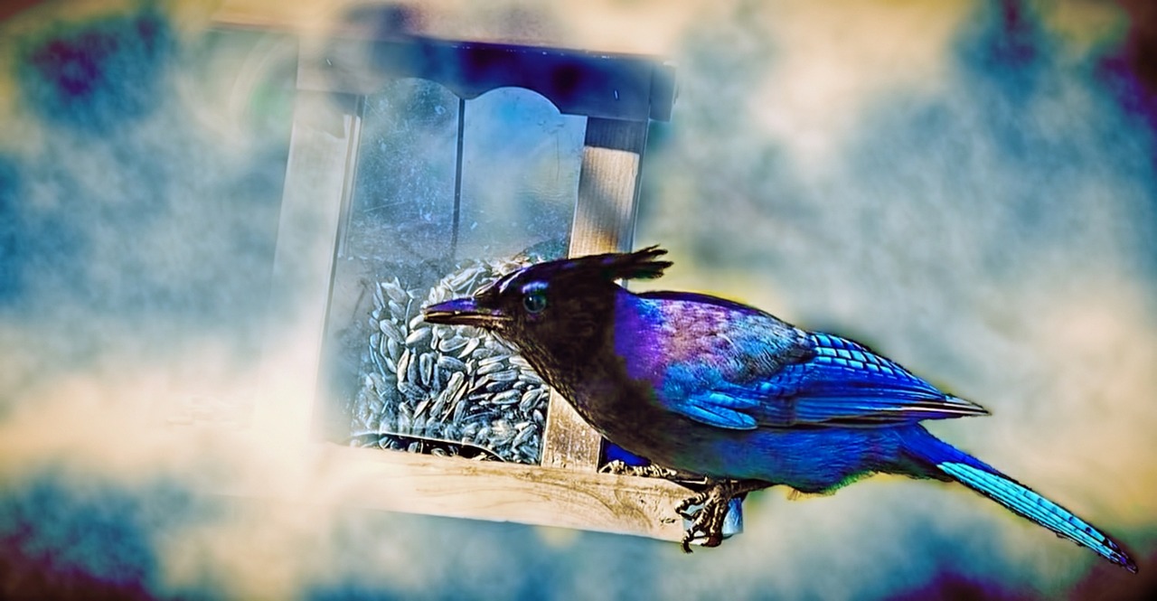 Gaio Pássaro Bluejay - Foto gratuita no Pixabay - Pixabay