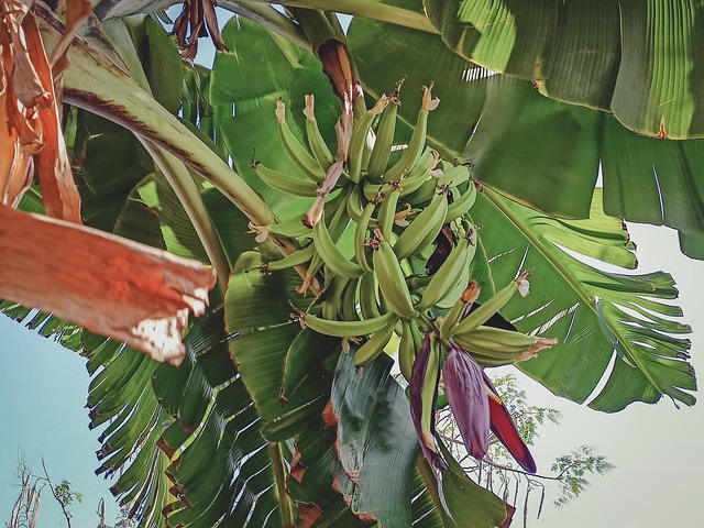 Banane Plantes Nature - Photo gratuite sur Pixabay - Pixabay