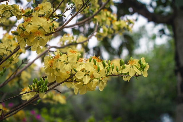 Tet Flower Pretty - Free photo on Pixabay - Pixabay