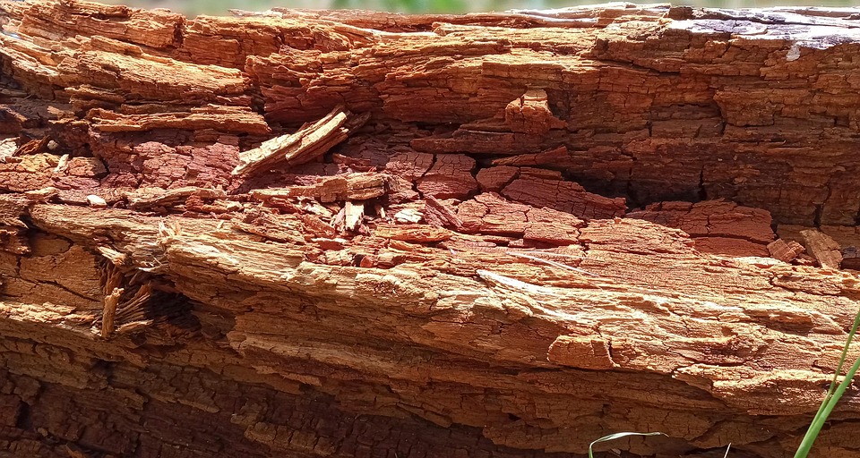 Log Fallen Tree Forest - Free photo on Pixabay - Pixabay