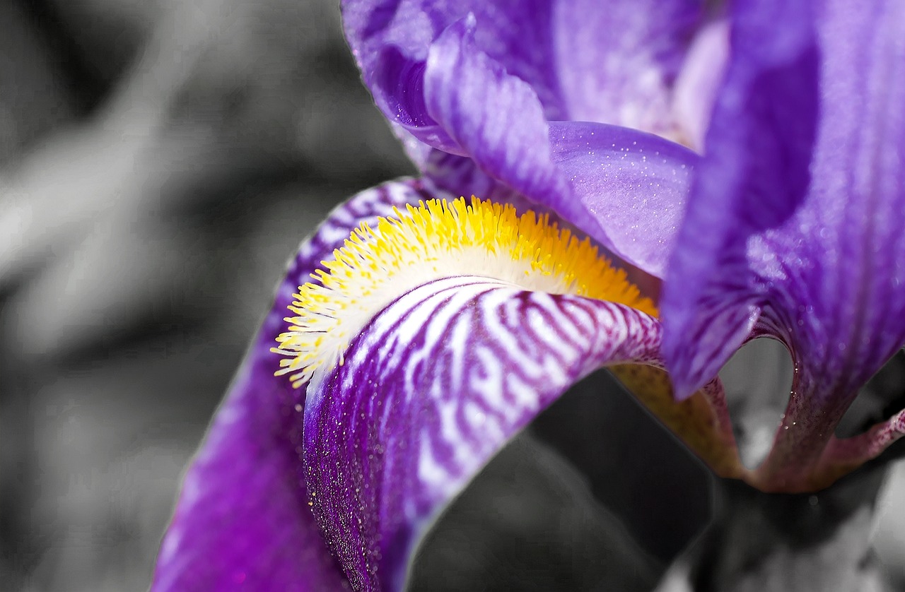 虹膜 鲜花 植物 Pixabay上的免费照片 Pixabay
