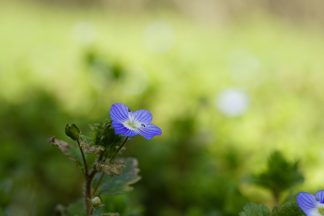 Ehrenpreis Blume Pflanze - Kostenloses Foto auf Pixabay - Pixabay