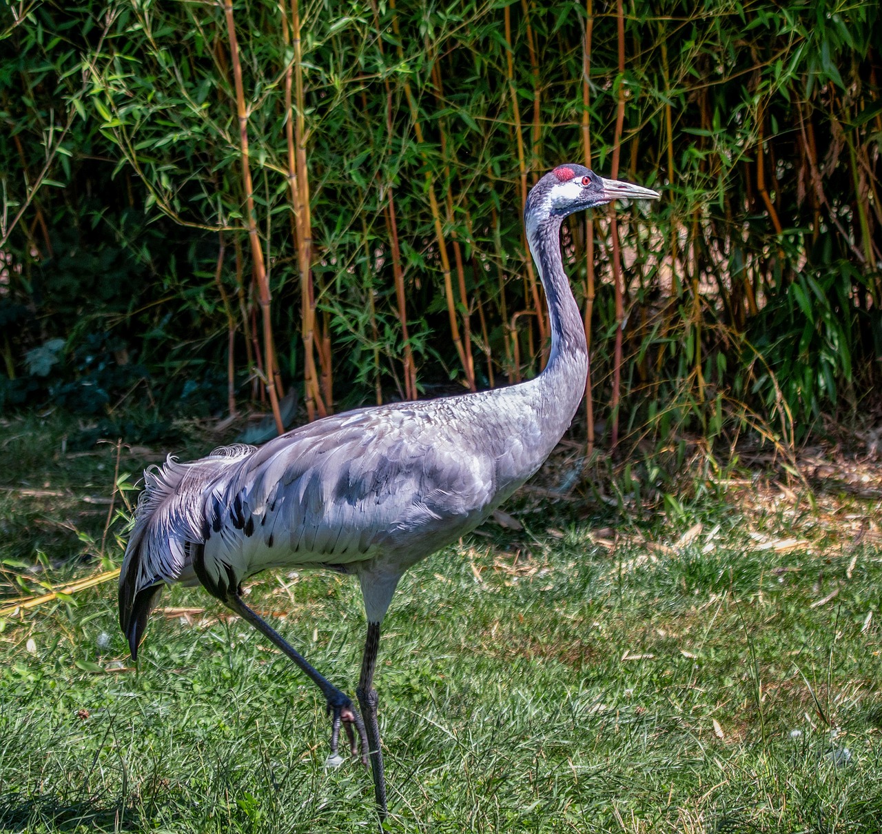 Umum Crane Burung Margasatwa - Foto gratis di Pixabay - Pixabay