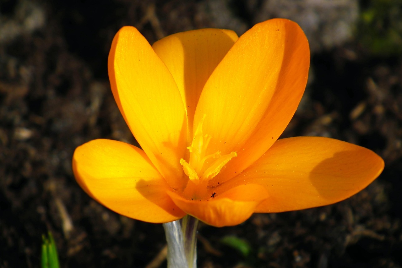 Warna Kuning Kemerahan Bunga - Foto gratis di Pixabay - Pixabay