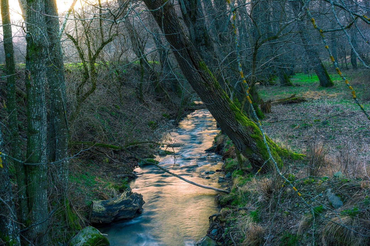 Stream Water Forest - Free photo on Pixabay - Pixabay