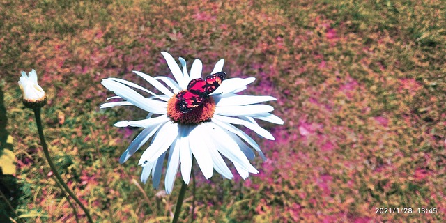 Margarity Flor Planta - Fotografie zdarma na Pixabay