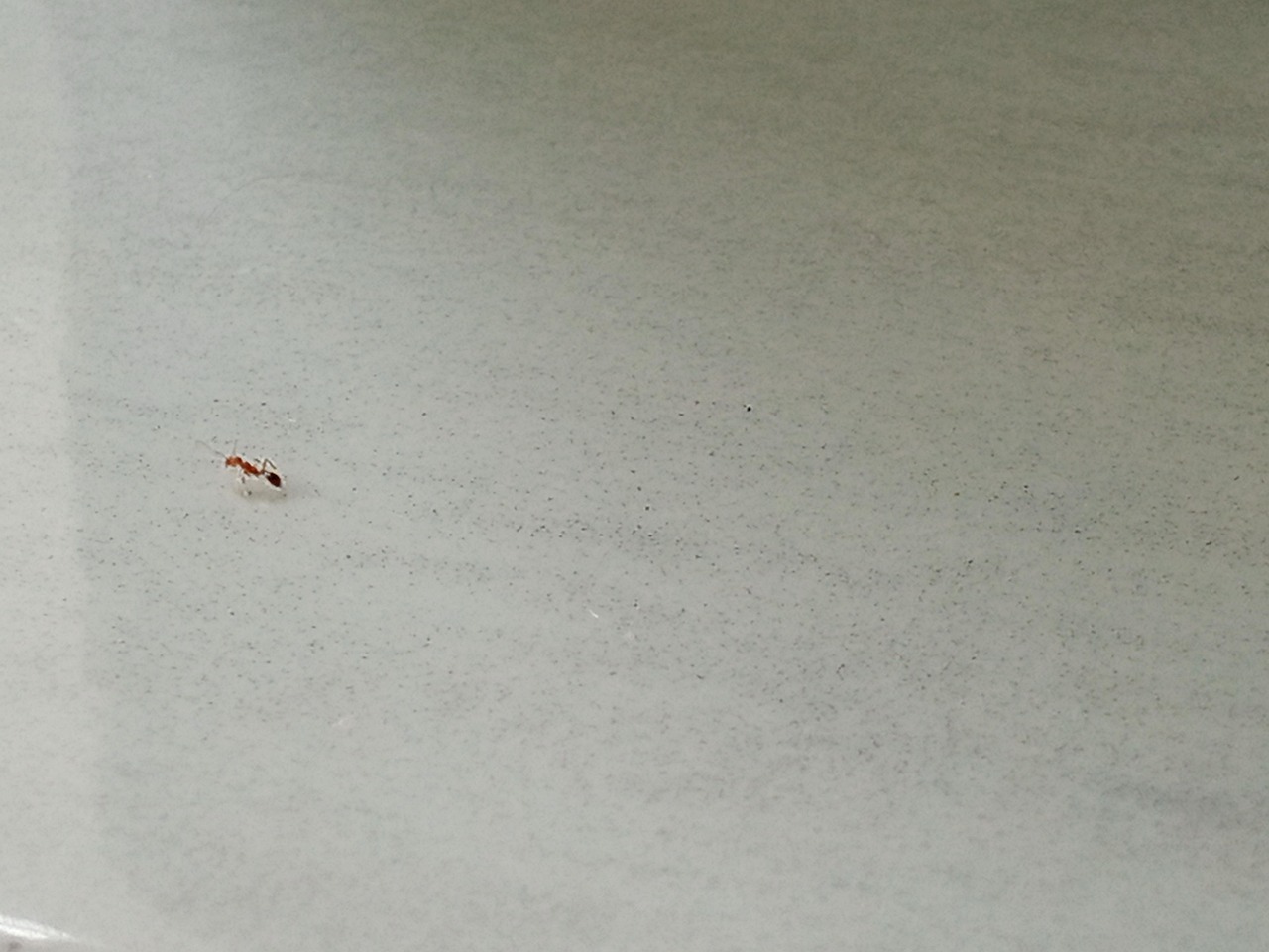 Little Creature Insect Ant White - Free photo on Pixabay - Pixabay
