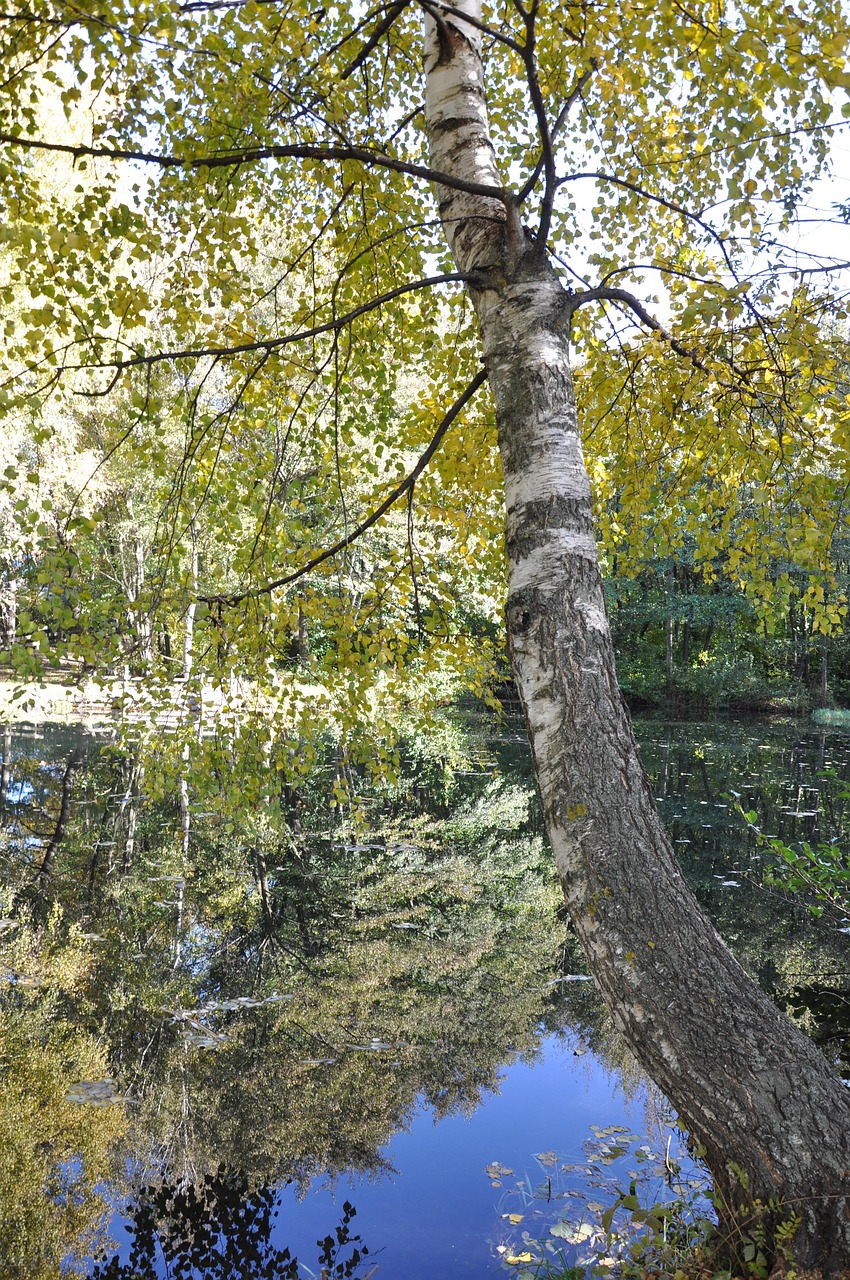 Arbre Lac La - Photo gratuite sur Pixabay - Pixabay
