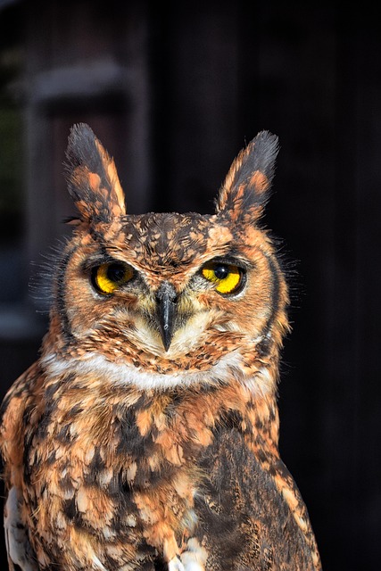 Oiseau De Proie Hibou - Photo gratuite sur Pixabay