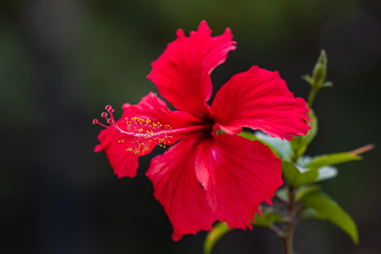 Fleur D'Hibiscus Plantes - Photo gratuite sur Pixabay - Pixabay