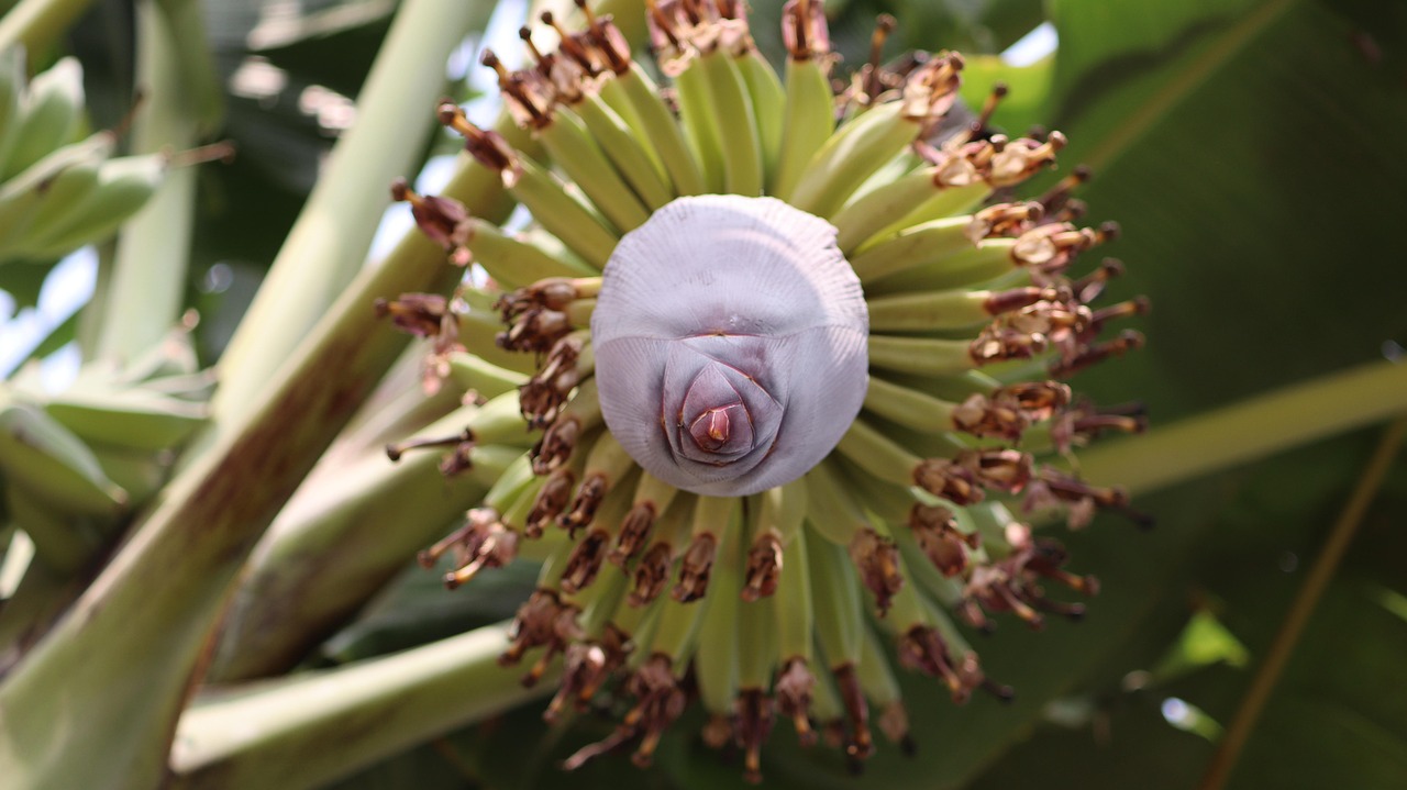 Banana Fruta Flor - Foto gratuita no Pixabay - Pixabay
