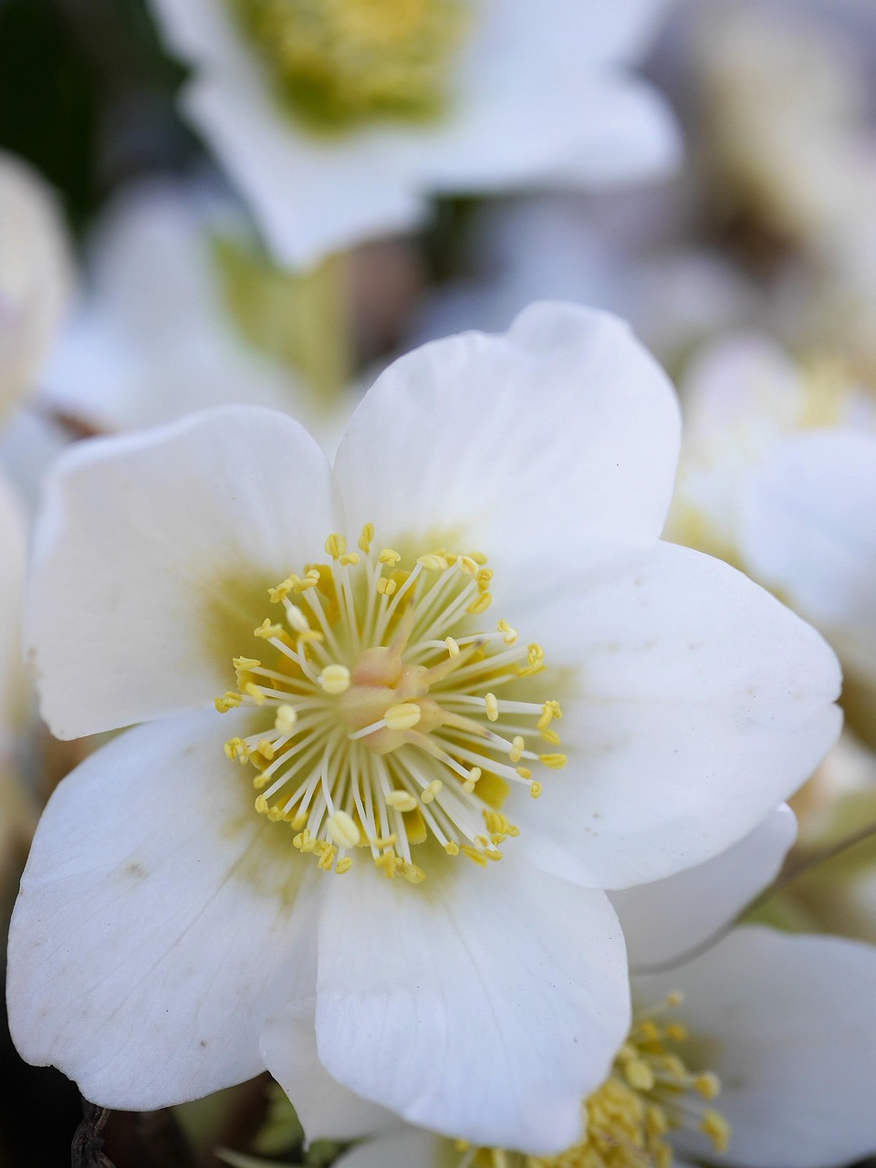 Christrose Winter Schneerose - Kostenloses Foto auf Pixabay