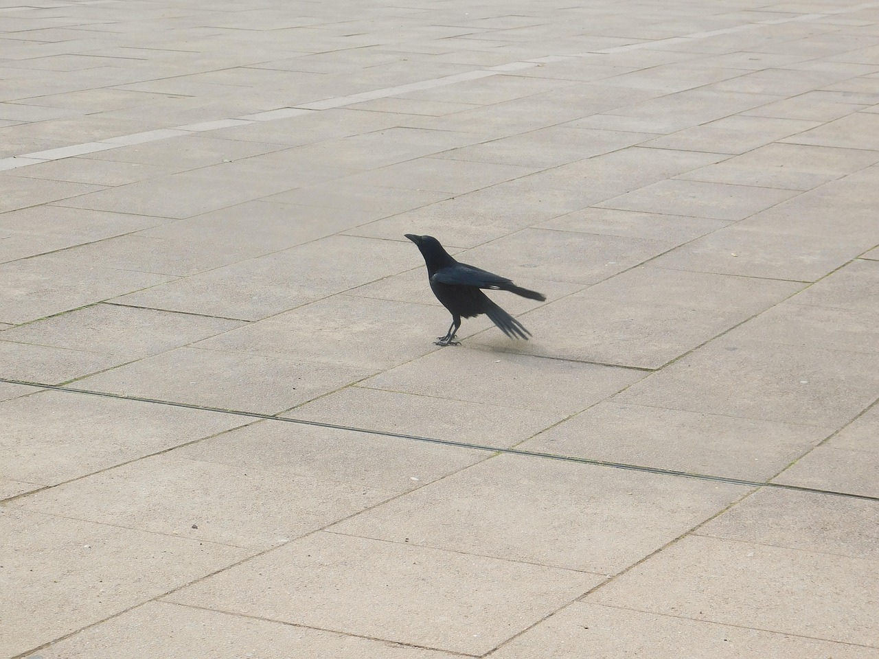 Crow Bird Animal - Free photo on Pixabay - Pixabay