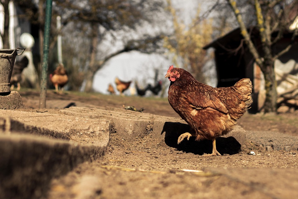 Poulet Poule Coq - Photo gratuite sur Pixabay - Pixabay