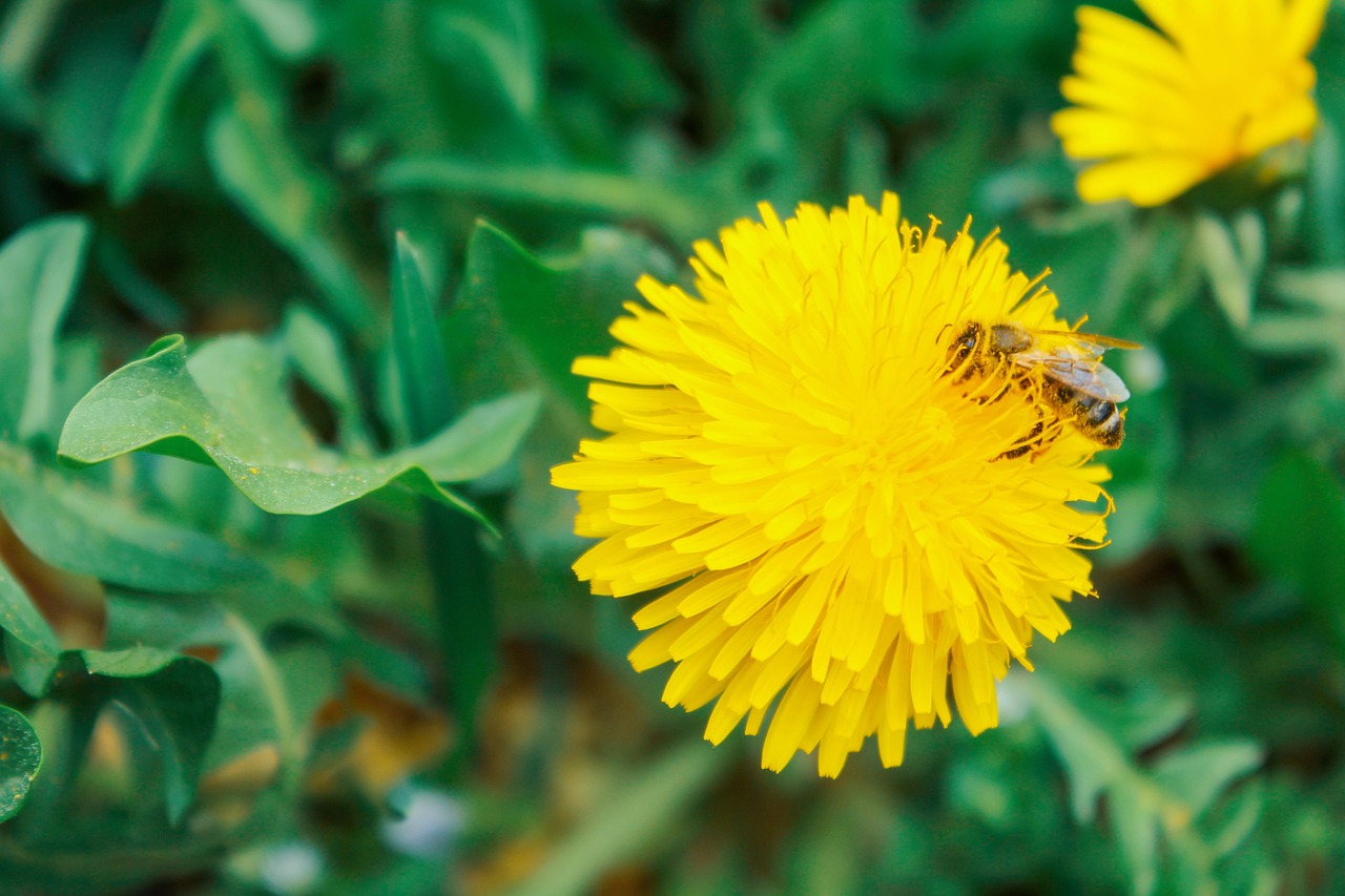 超过 200 张关于“Biene Hummel”和“自然”的免费图片 - Pixabay