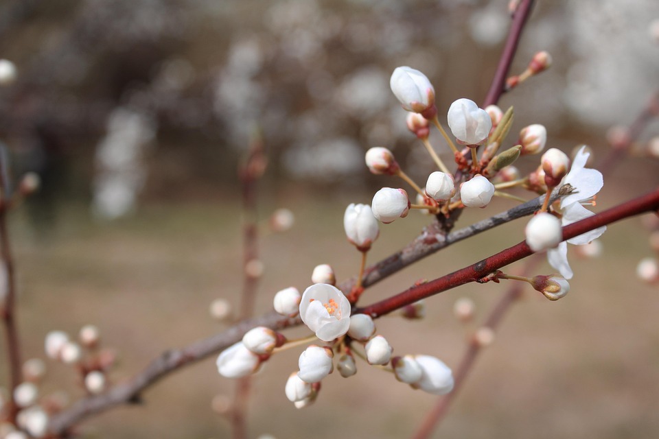 Knospe Blüte Frühling - Free photo on Pixabay