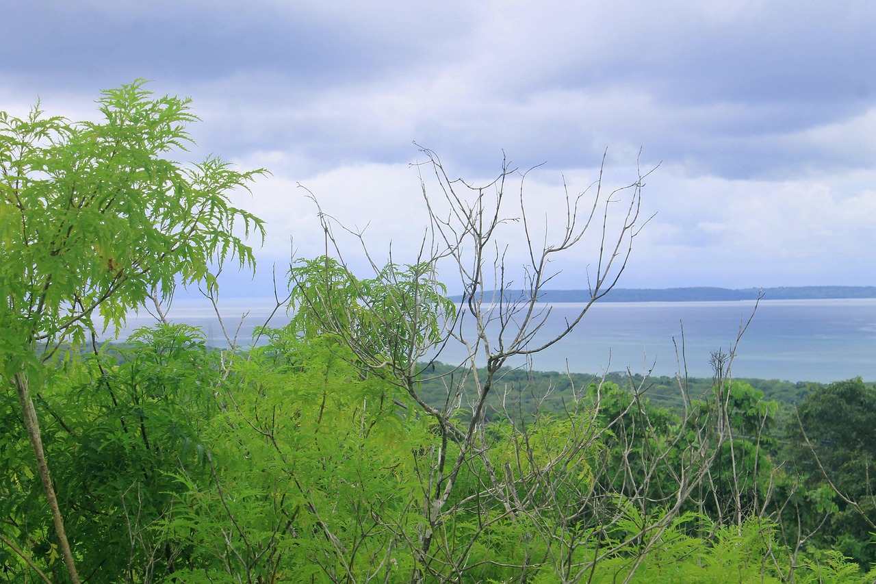 Scenery Hill Forest - Free photo on Pixabay - Pixabay