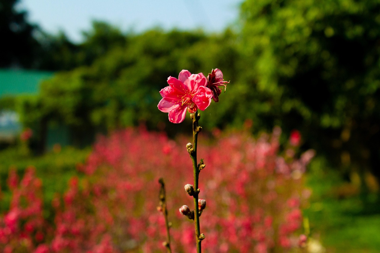 Peach Blossom Printemps - Photo gratuite sur Pixabay - Pixabay