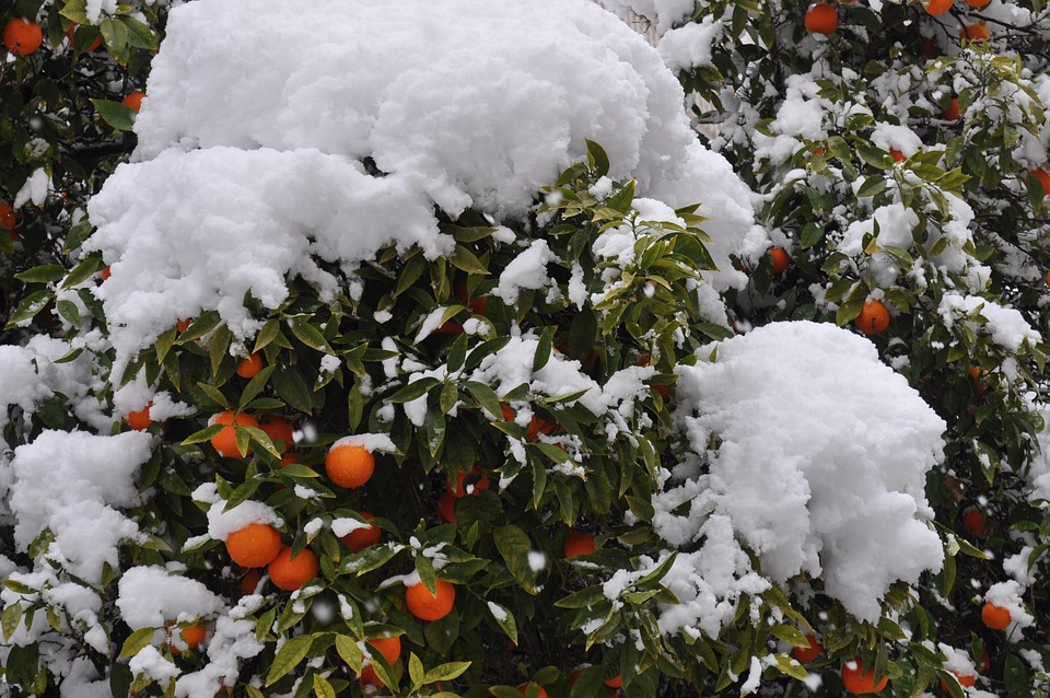 Snow Freezing Cold Winter - Free photo on Pixabay - Pixabay