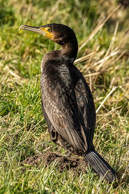 Cormorant Bird Animal - Free photo on Pixabay - Pixabay
