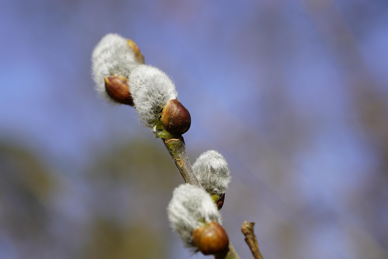 Chatons De Saule Discolore - Photo gratuite sur Pixabay - Pixabay