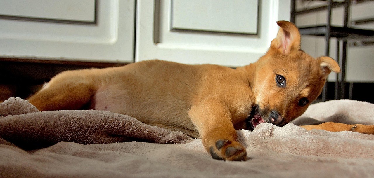 Chiots Mignons Merci Images 210 Meilleures Idées Sur Chiots | Chiot,
