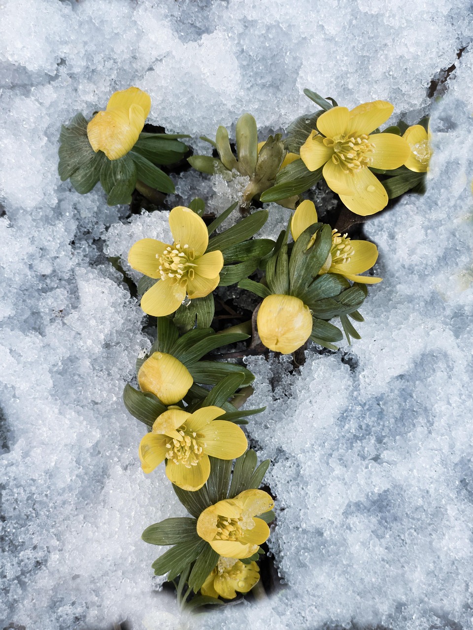 Gelbe Blume Winterblume Winter - Kostenloses Foto auf Pixabay