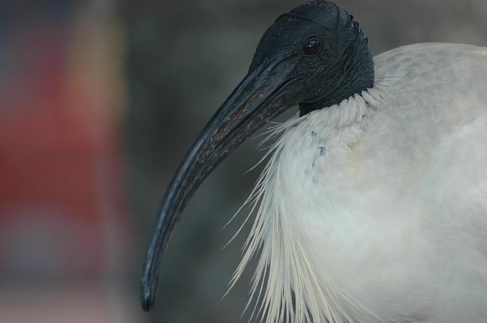 Ibis Pájaro Pico - Foto gratis en Pixabay - Pixabay