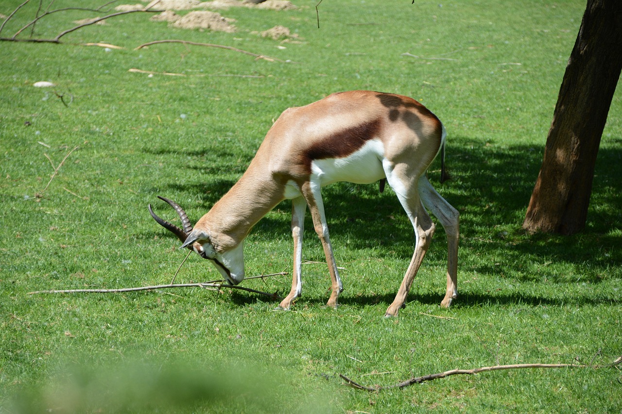 Park Antilope - Kostenloses Foto auf Pixabay - Pixabay