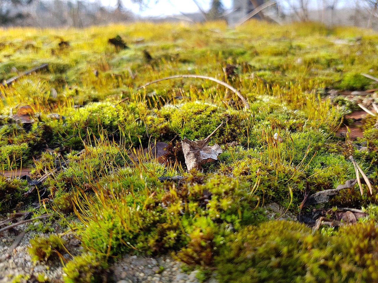 Mousse Forêt La Nature - Photo gratuite sur Pixabay - Pixabay