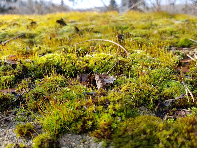 Mousse Forêt La Nature - Photo gratuite sur Pixabay - Pixabay