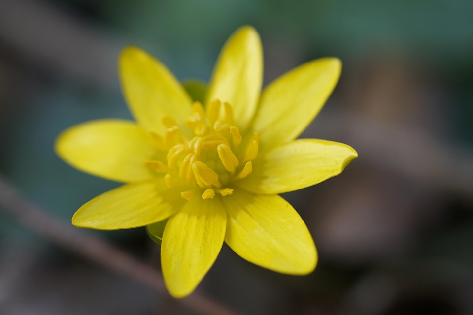 无花果 Ficaria 春天 - Pixabay上的免费照片 - Pixabay