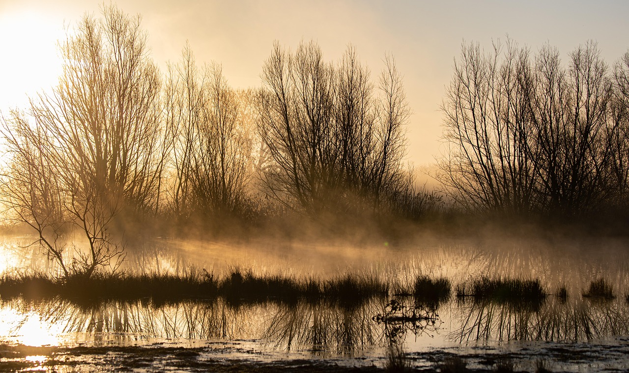 Riverbank Fog Mist - Free photo on Pixabay