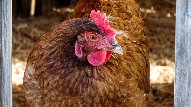 Huhn Henne Tiere - Kostenloses Foto auf Pixabay - Pixabay