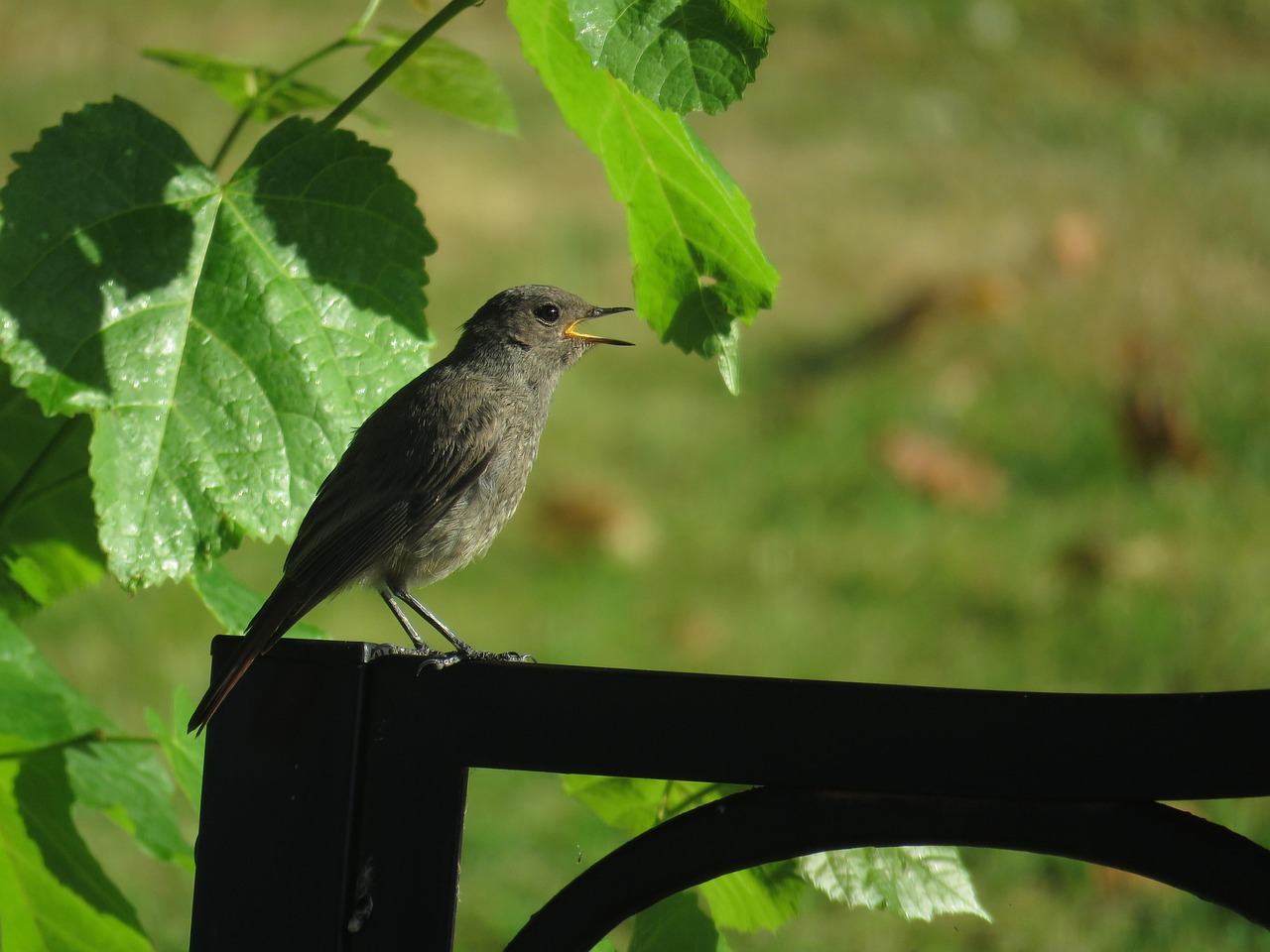 Vogel Schnabel Sitzend Thront - Kostenloses Foto auf Pixabay - Pixabay