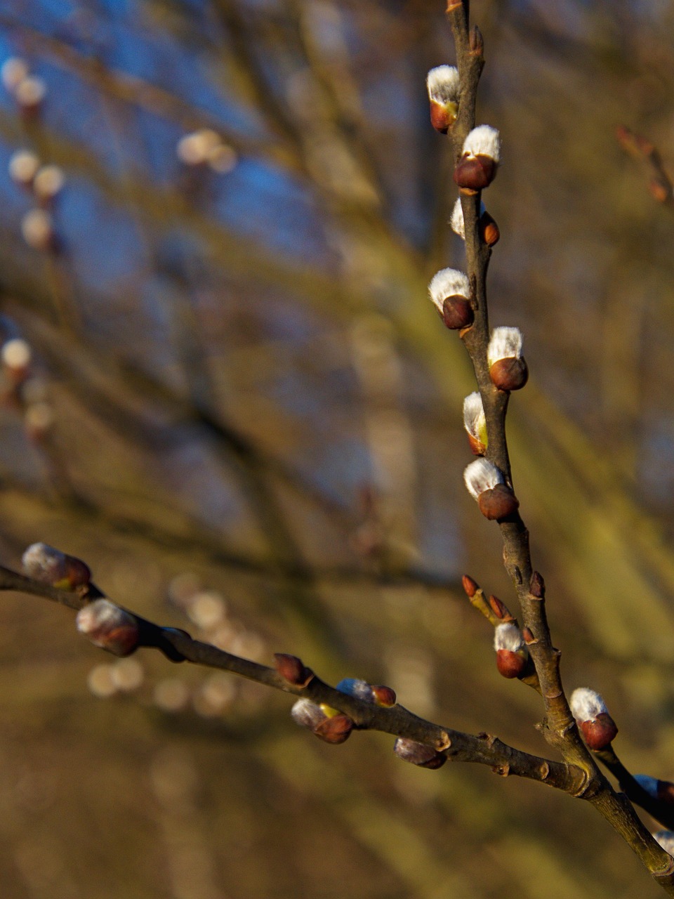 Saule Chatons Branches - Photo gratuite sur Pixabay