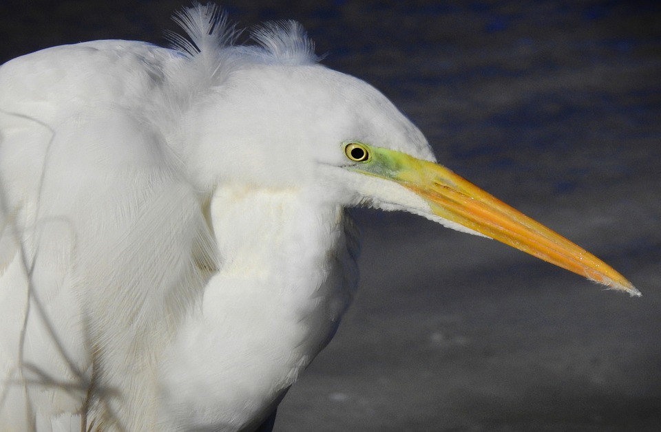 Great White Egret Bird - Free photo on Pixabay