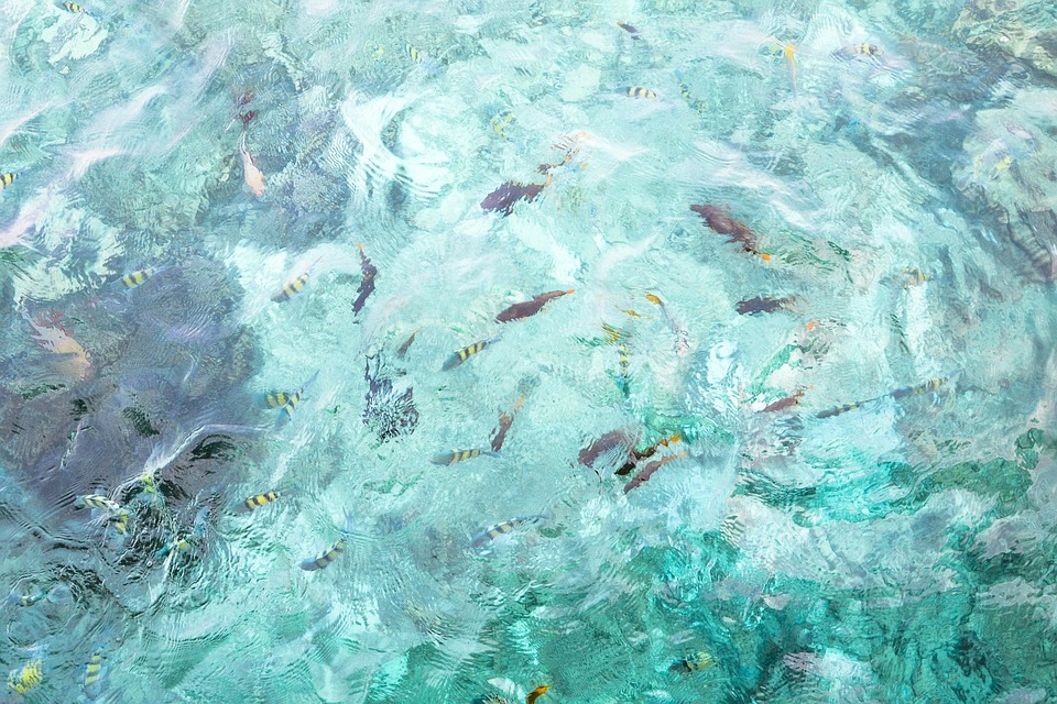 Fische Wasser Unterwasser - Kostenloses Foto auf Pixabay - Pixabay