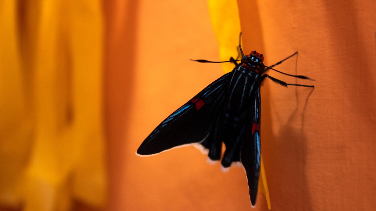 Mariposa Negra Butterfly - Free photo on Pixabay - Pixabay