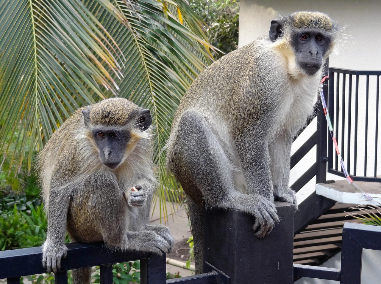 Green Vervet Monkeys Chlorocebus - Free photo on Pixabay - Pixabay