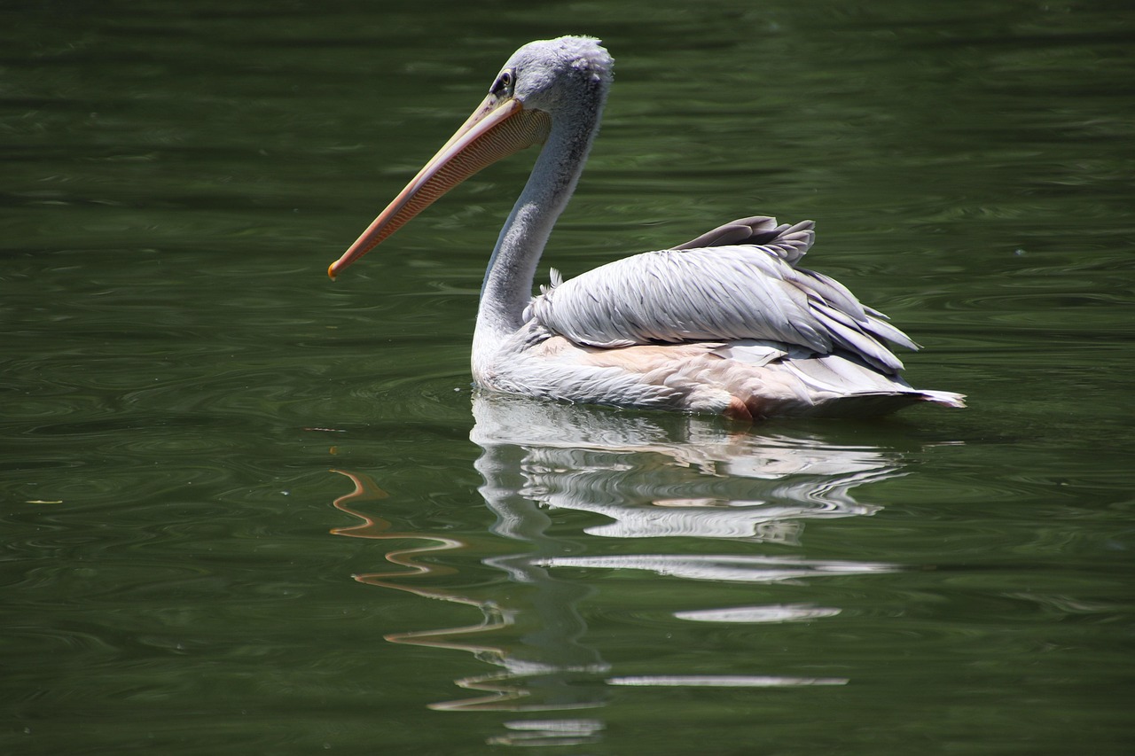 Pelicano Pássaro Lago - Foto gratuita no Pixabay - Pixabay